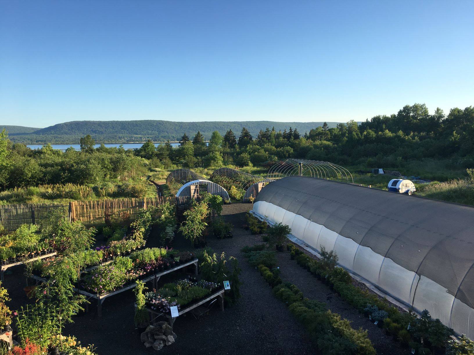 Actaea japonica 'Silver Dance' – Bunchberry Nurseries