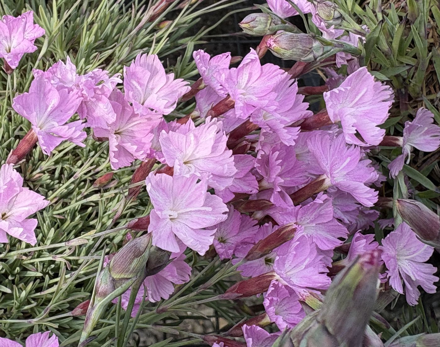 Dianthus x arvernensis – Bunchberry Nurseries