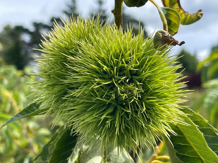 Castanea x 'Lockwood' – Bunchberry Nurseries