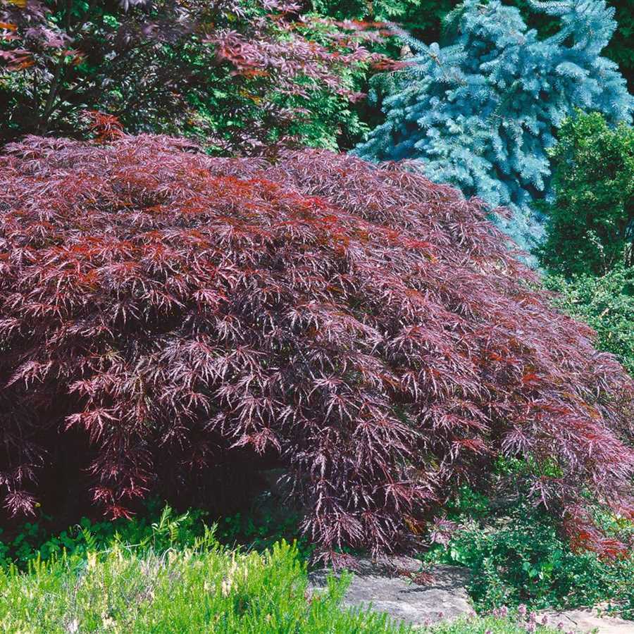 Acer palmatum 'Inaba shidare' – Bunchberry Nurseries